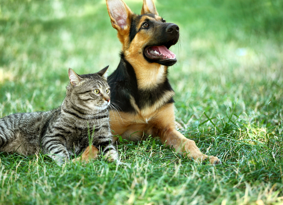 Direitos dos Animais em Portugal